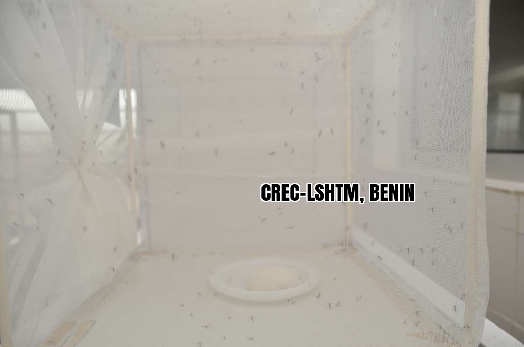 CREC/LSHTM - Services